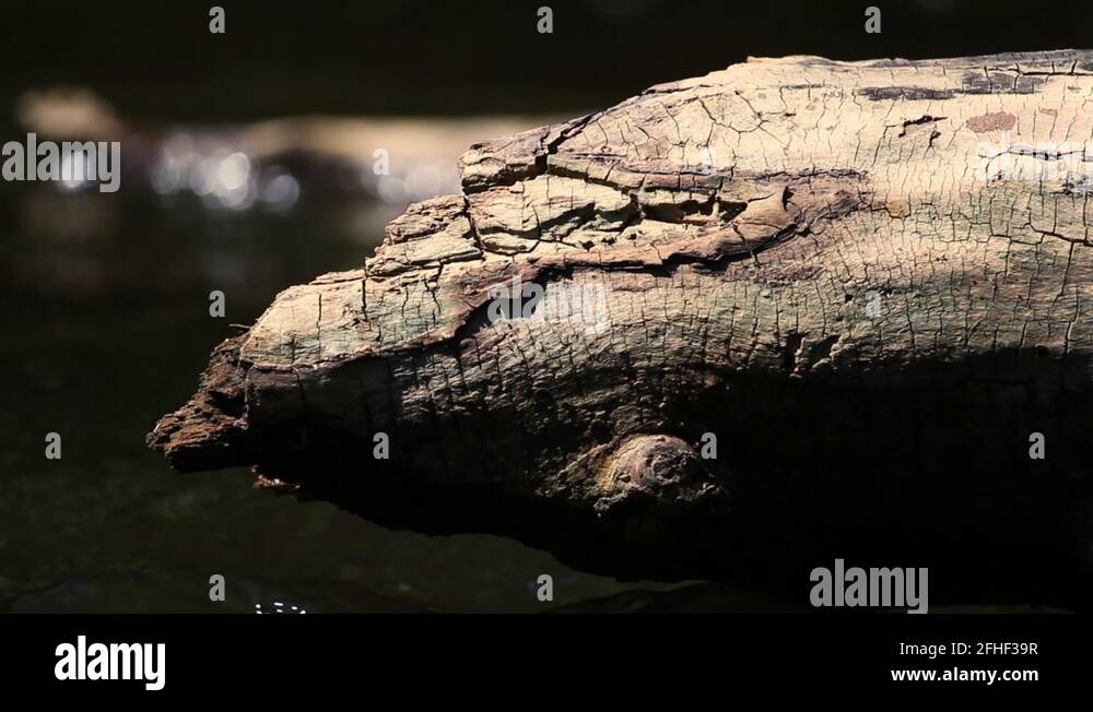 Broken log Stock Videos & Footage - HD and 4K Video Clips - Alamy