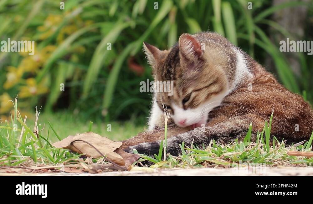 Affection cat Stock Videos & Footage - HD and 4K Video Clips - Alamy