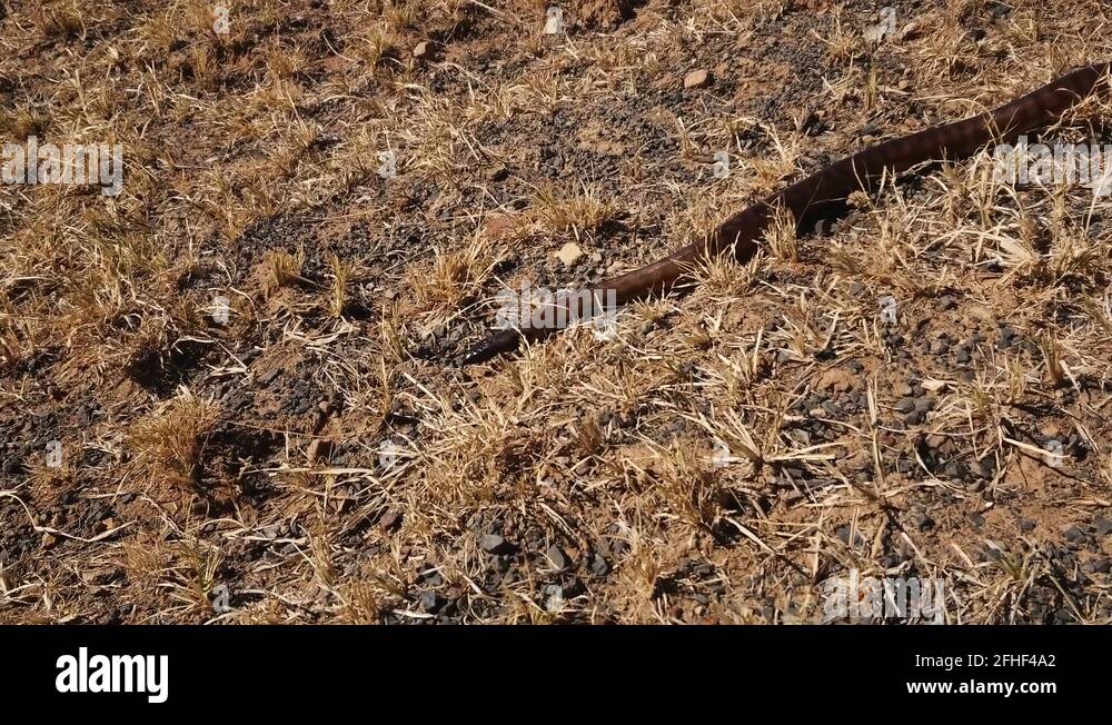 Australian dangerous animals Stock Videos & Footage - HD and 4K Video ...