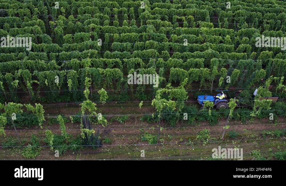 An aerial view of rows and rows of Hops ready for harvesting in the ...