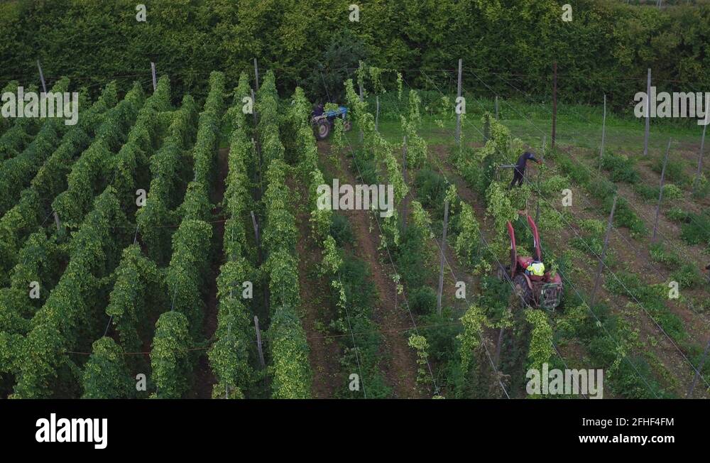 An aerial view of rows and rows of Hops ready for harvesting in the ...