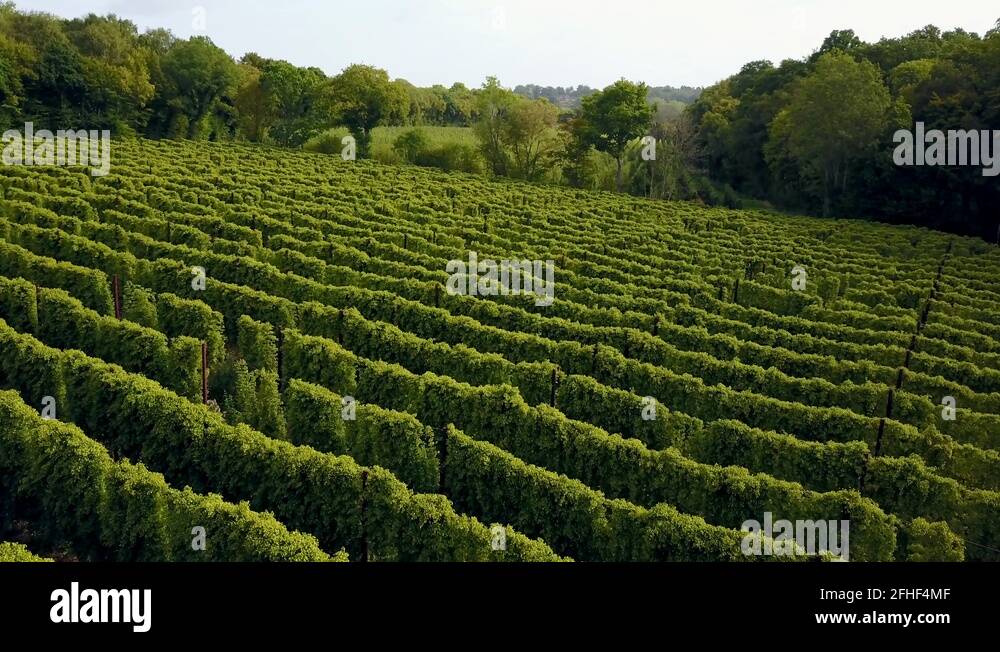 An aerial view of rows and rows of Hops ready for harvesting in the ...