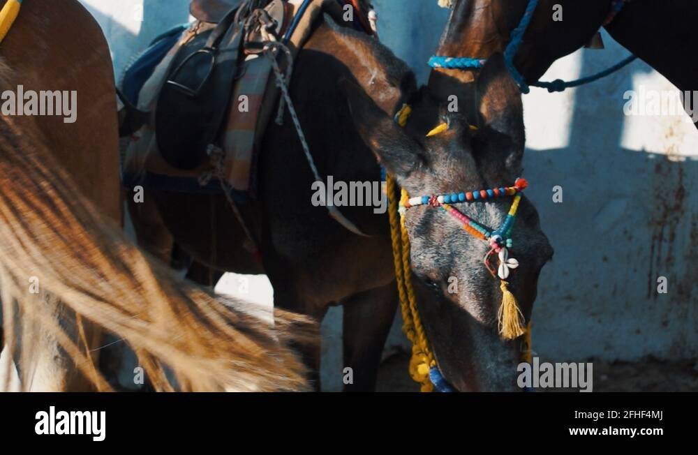 Donkeys tail Stock Videos & Footage - HD and 4K Video Clips - Alamy