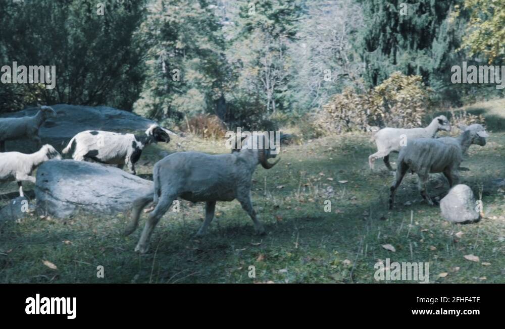 Sony a7s ii Stock Videos & Footage - HD and 4K Video Clips - Alamy