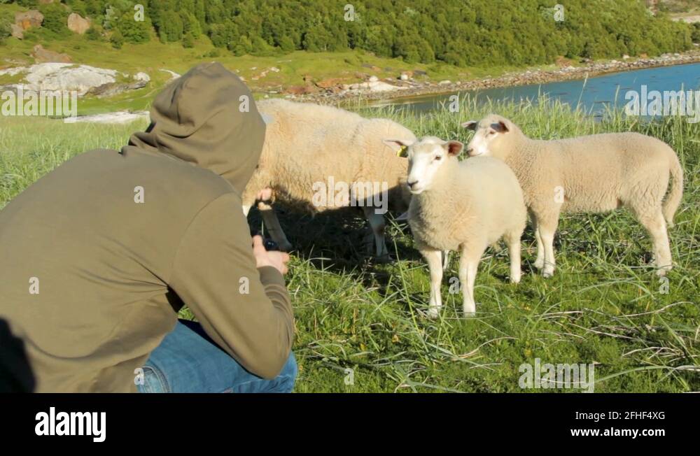 Pet sheep Stock Videos & Footage - HD and 4K Video Clips - Alamy