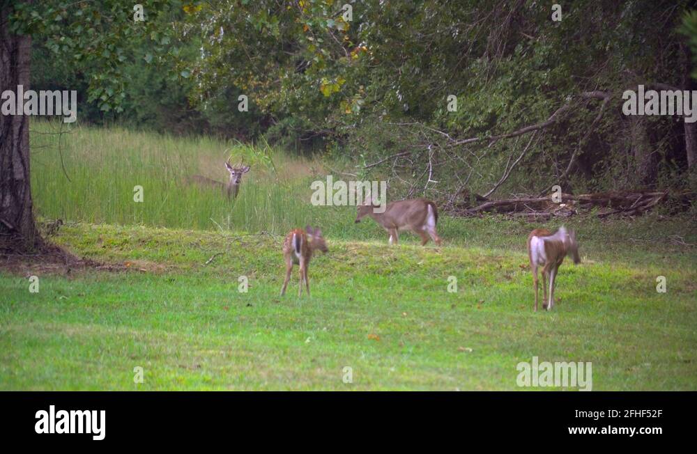 Fawn and doe Stock Videos & Footage - HD and 4K Video Clips - Alamy
