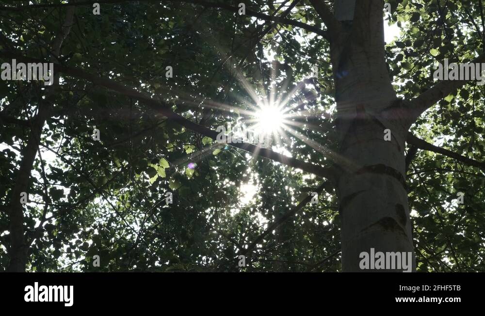 God rays Stock Videos & Footage - HD and 4K Video Clips - Alamy