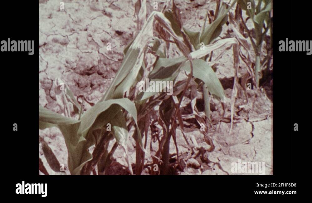Stunted corn Stock Videos & Footage - HD and 4K Video Clips - Alamy