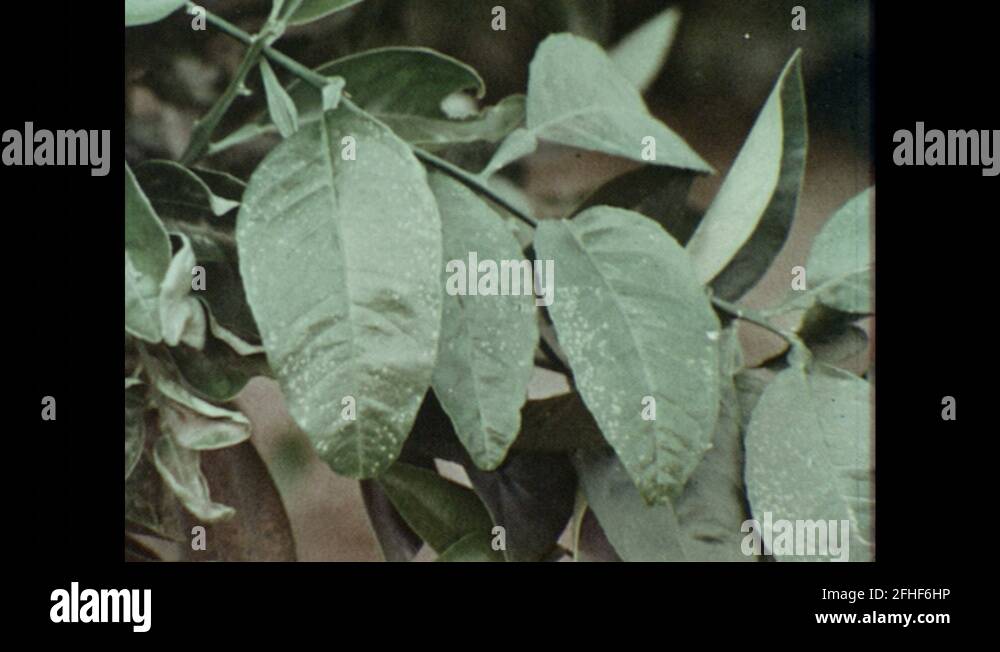 1970s: Necrotic flecking on citrus leaves. Necrotic damage on mallow ...