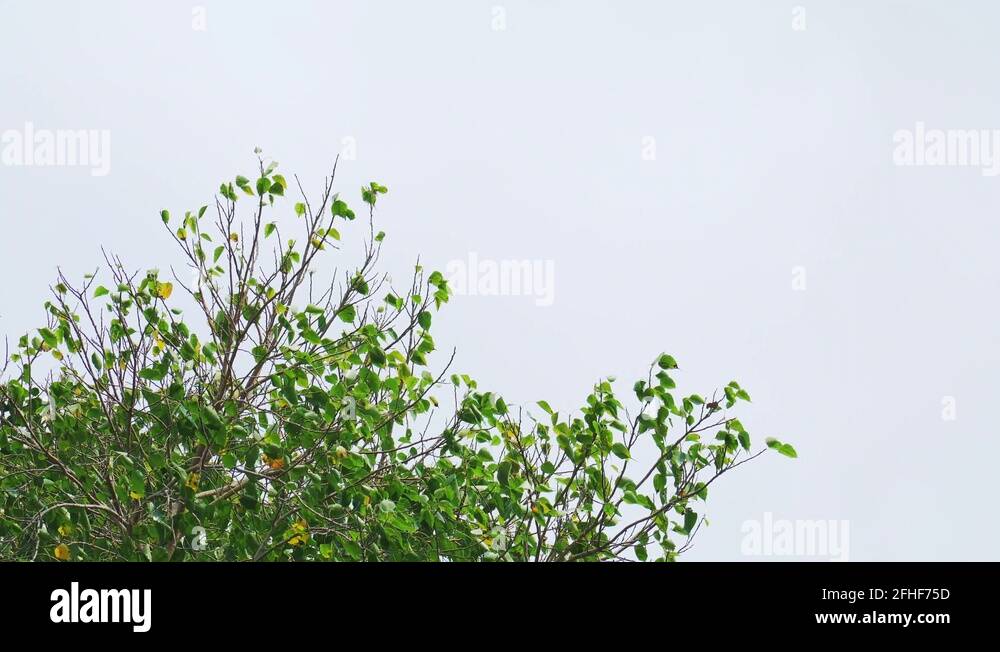 Buddha sitting bodhi tree Stock Videos & Footage - HD and 4K Video ...