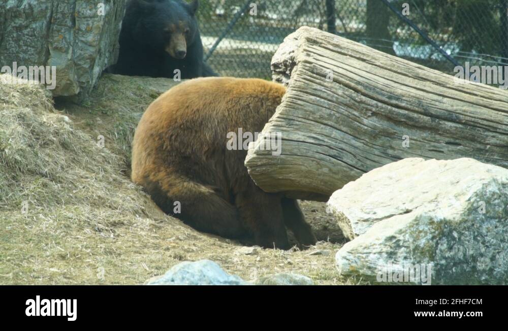 Is my head stuck Stock Videos & Footage - HD and 4K Video Clips - Alamy