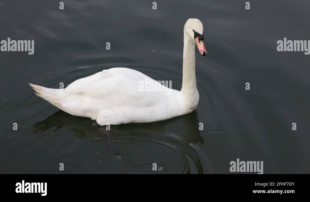 Simming Stock Videos & Footage - HD and 4K Video Clips - Alamy