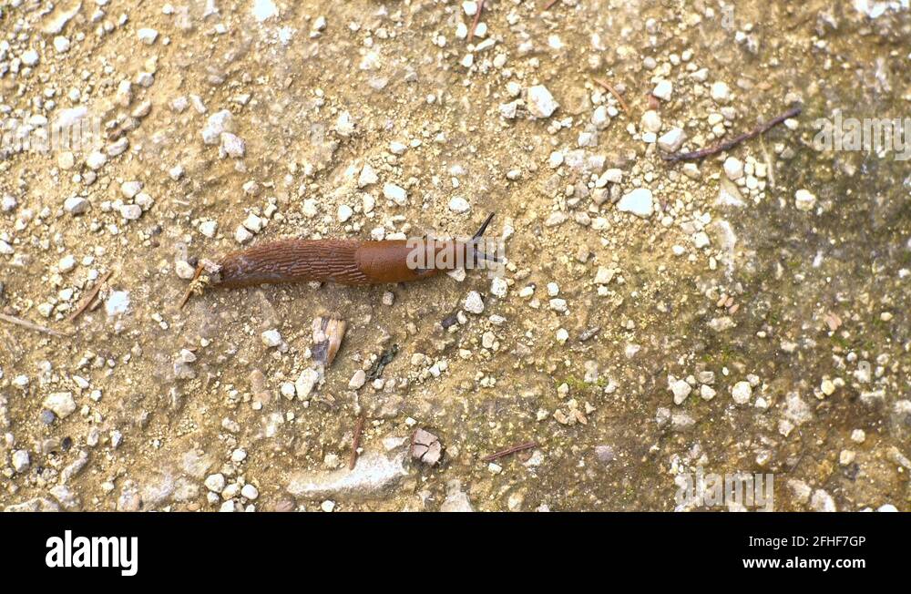 Moving slug Stock Videos & Footage - HD and 4K Video Clips - Alamy