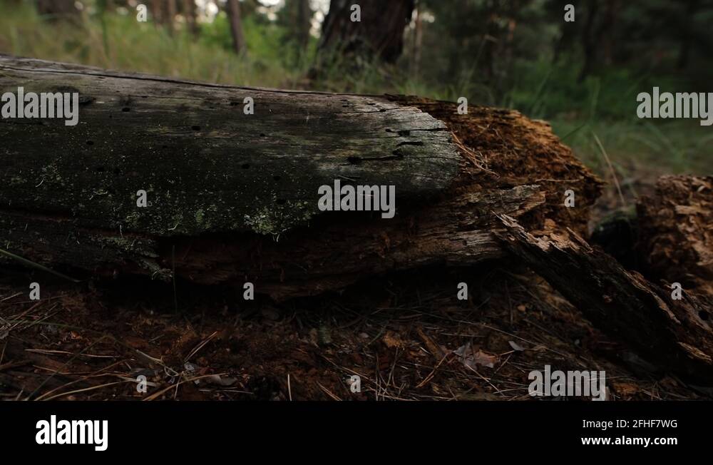 Putrefaction Stock Videos & Footage - HD and 4K Video Clips - Alamy