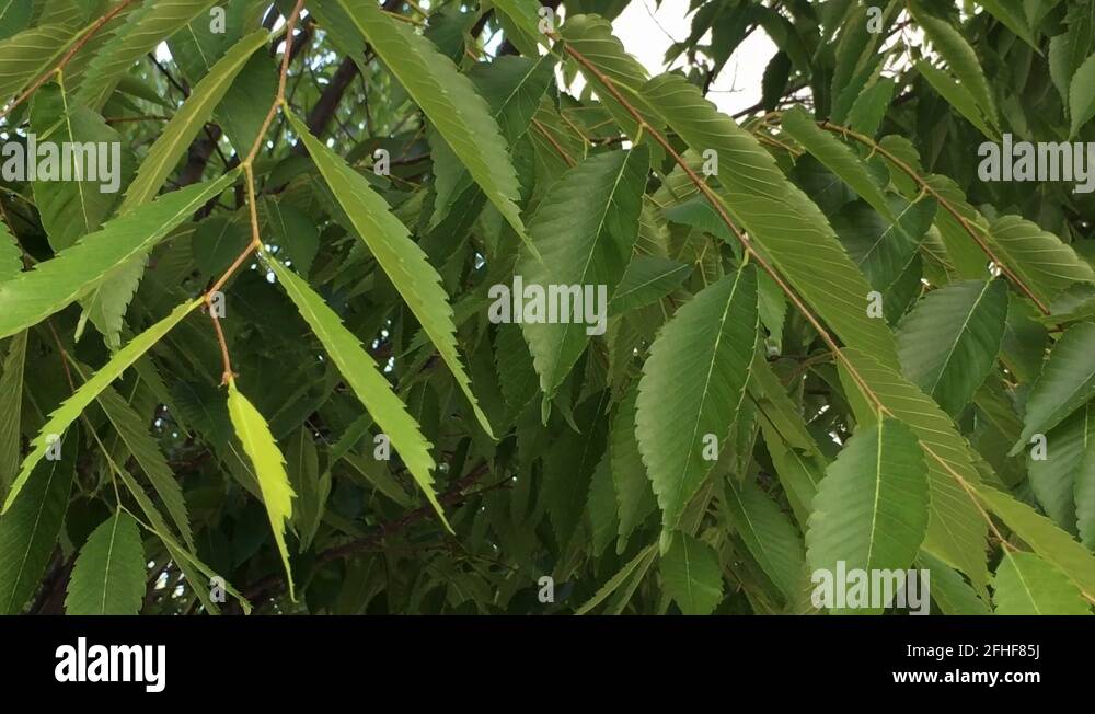 Elongated green leaves Stock Videos & Footage - HD and 4K Video Clips ...