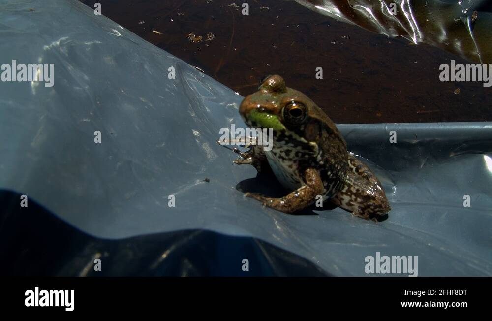Puddle animals Stock Videos & Footage - HD and 4K Video Clips - Alamy