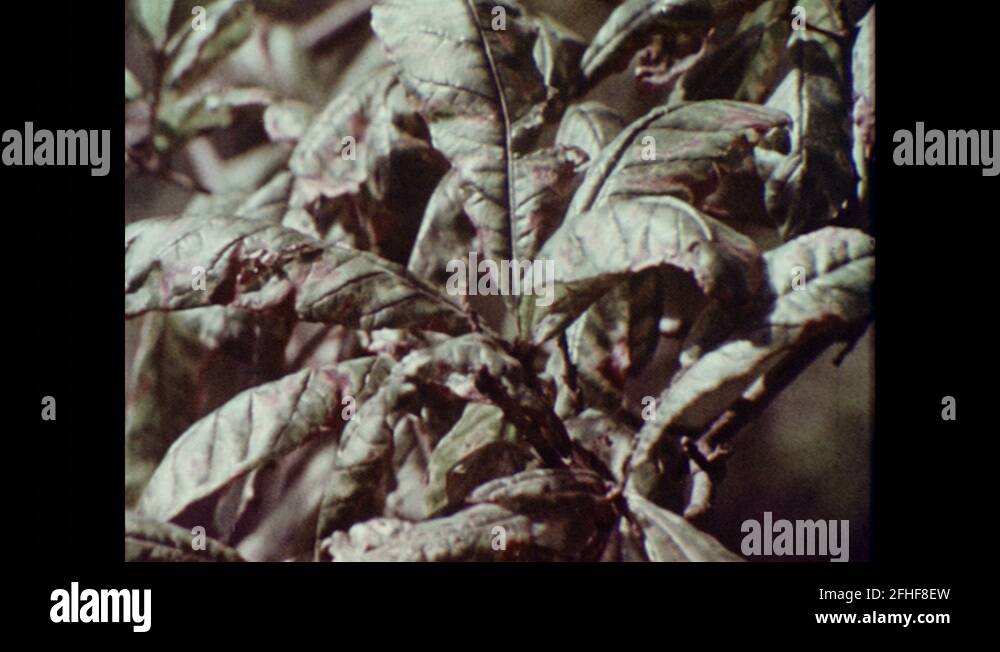 Wind damaged plant Stock Videos & Footage - HD and 4K Video Clips - Alamy