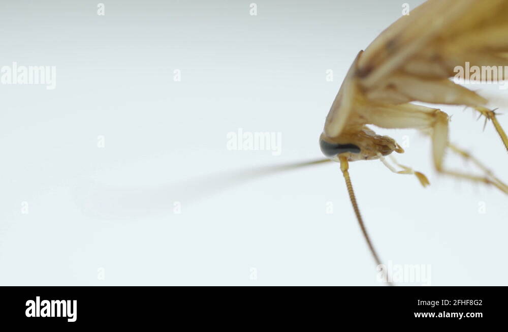 Cockroach die Stock Videos & Footage - HD and 4K Video Clips - Alamy