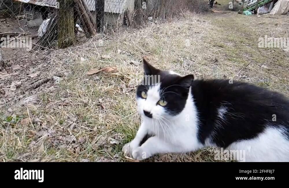 Scared cat running Stock Videos & Footage - HD and 4K Video Clips - Alamy