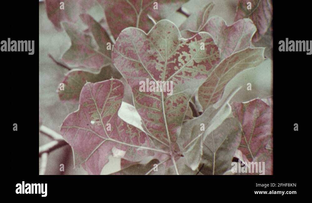 Blackjack oak tree Stock Videos & Footage - HD and 4K Video Clips - Alamy