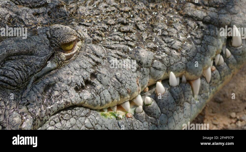 Animals with big teeth Stock Videos & Footage - HD and 4K Video Clips ...