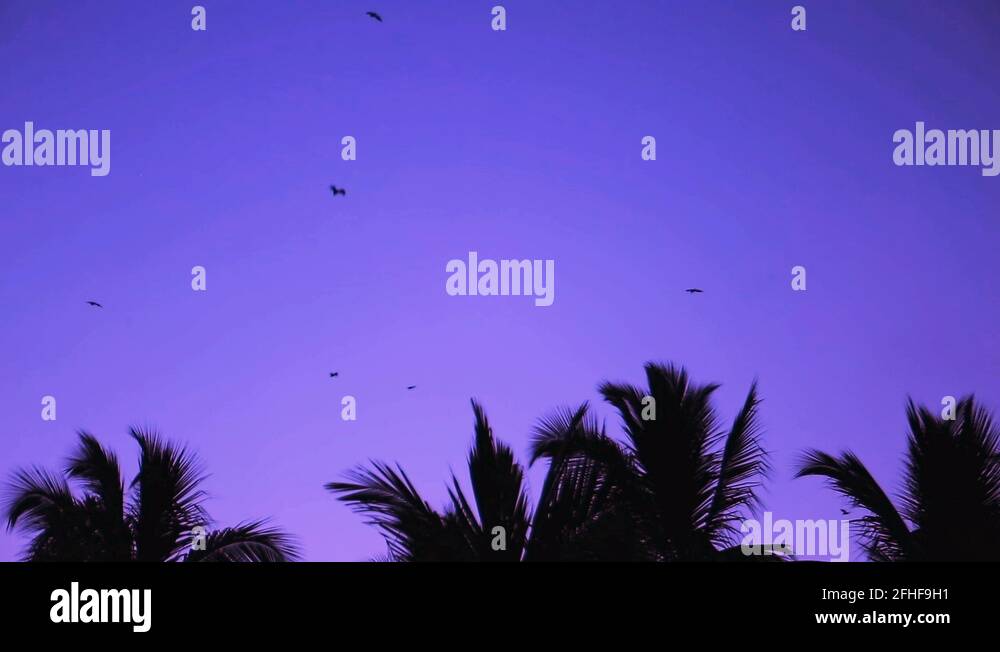 Bats flying in the night sky. Bat, Microchiroptera, Asian bat ...