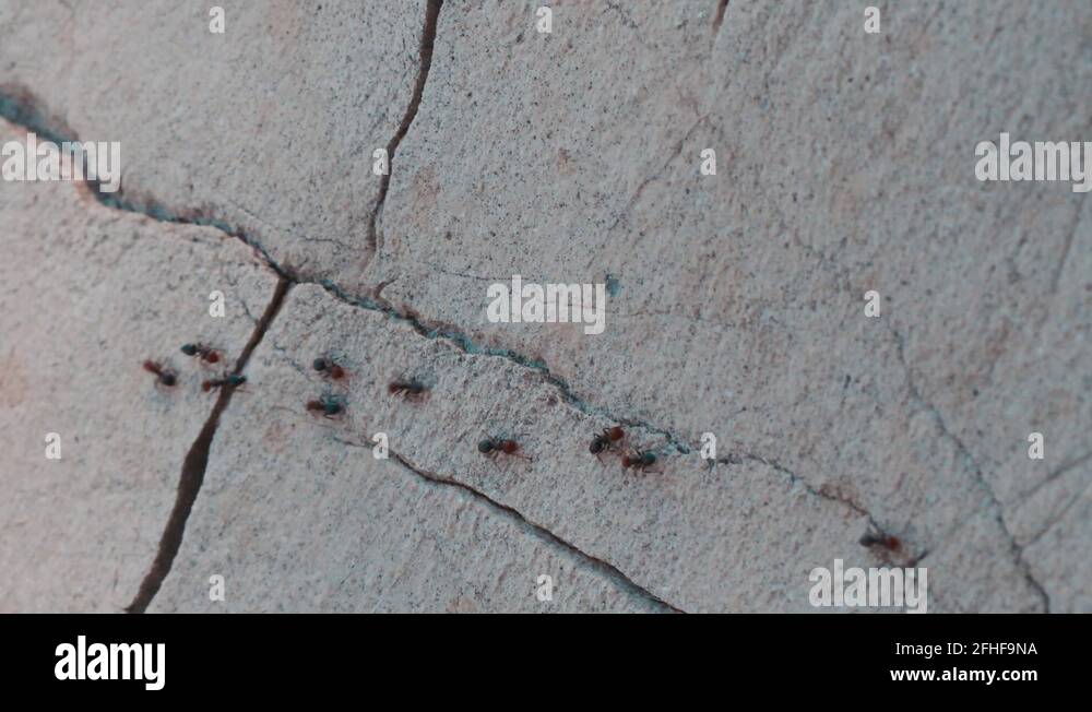 Marauder ants Stock Videos & Footage - HD and 4K Video Clips - Alamy