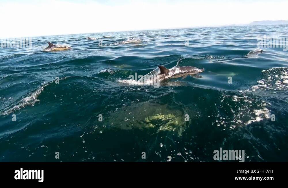 Huge Mega Pod of Common Dolphin jumping and playing in the ocean Stock ...