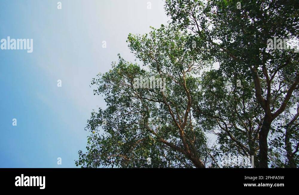 The bodhi tree Stock Videos & Footage - HD and 4K Video Clips - Alamy