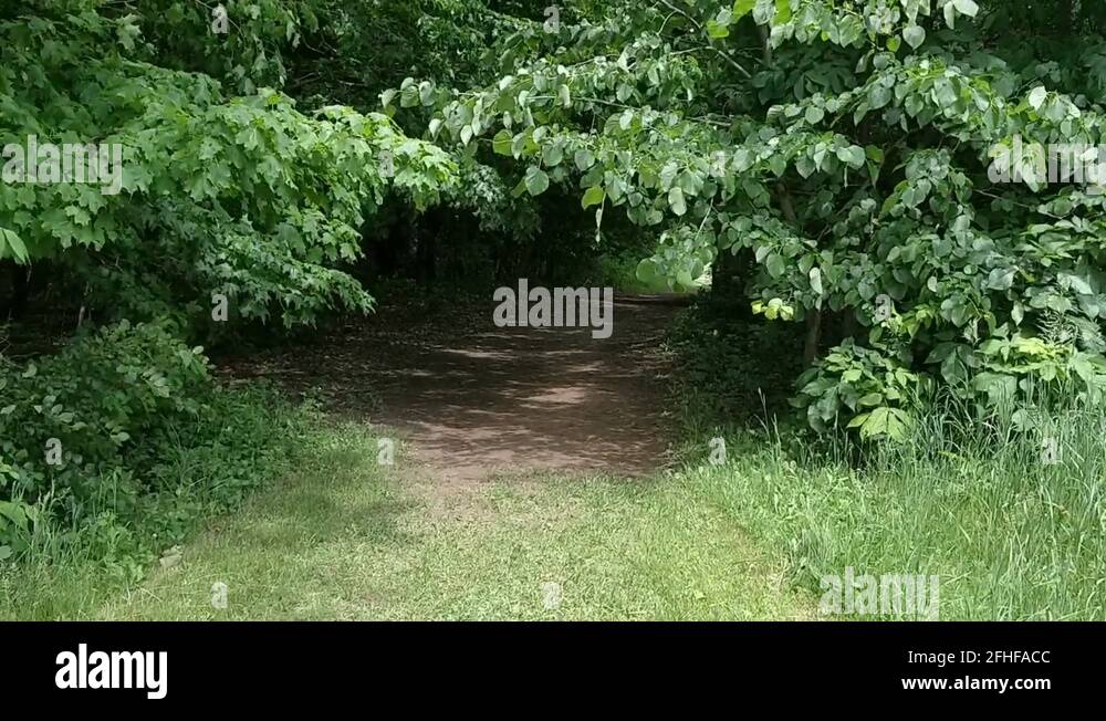 Walking through a tunnel of trees Stock Videos & Footage - HD and 4K ...