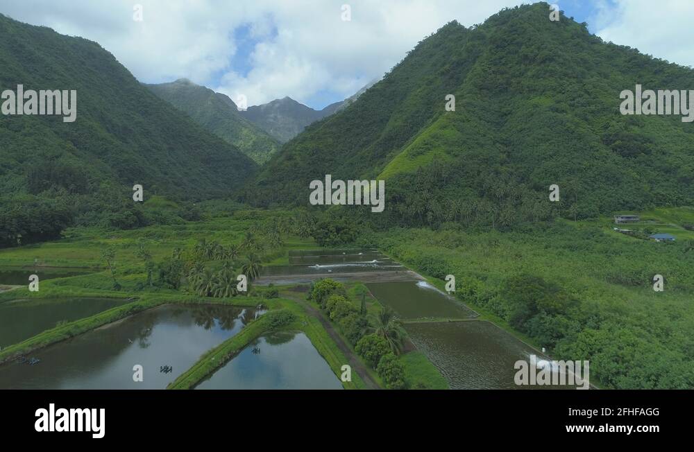 Prawn aquaculture ponds Stock Videos & Footage - HD and 4K Video Clips ...