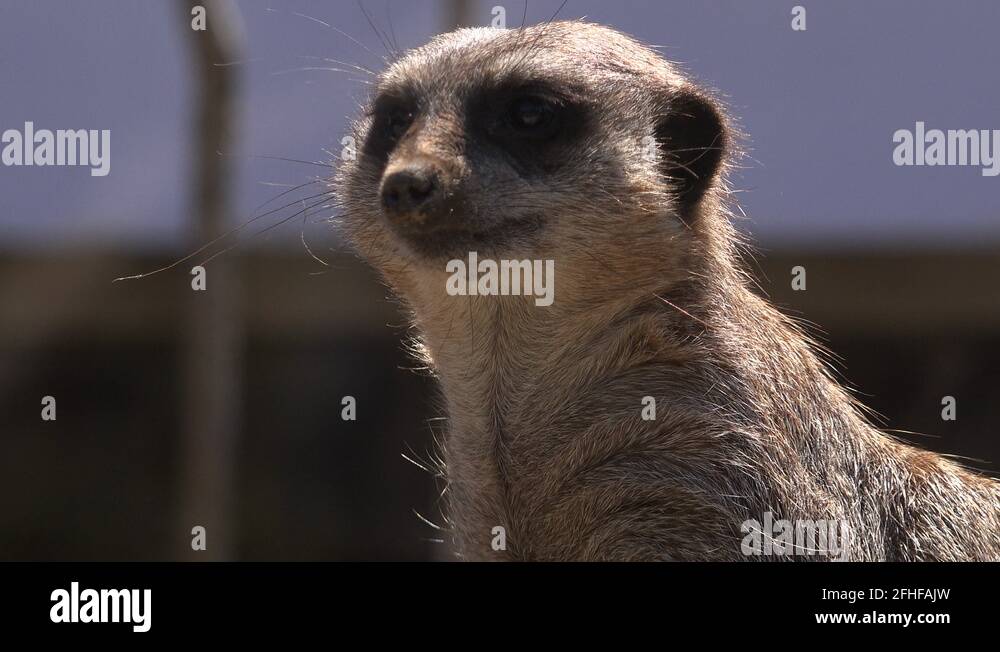 Meerkat in captivity Stock Videos & Footage - HD and 4K Video Clips - Alamy