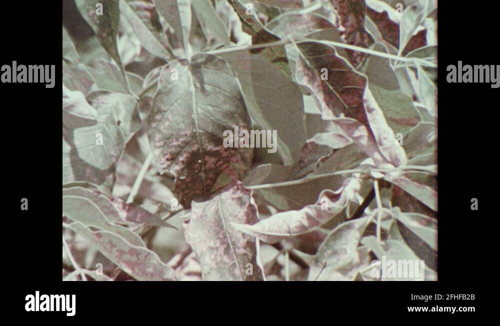 Dwarf ash tree Stock Videos & Footage - HD and 4K Video Clips - Alamy