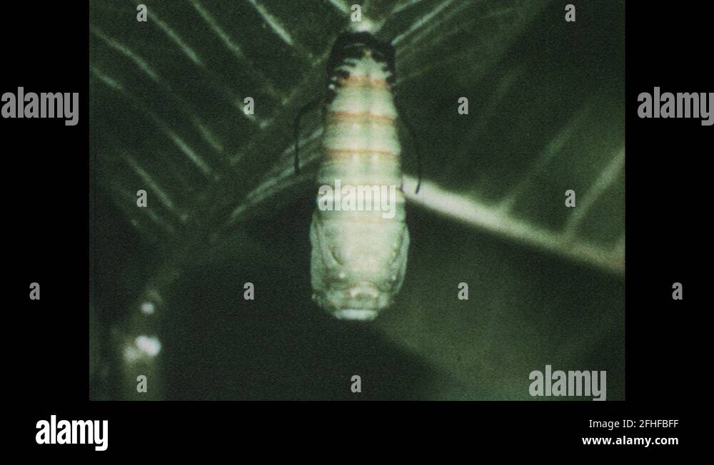 Monarch butterfly caterpillar feet Stock Videos & Footage - HD and 4K ...