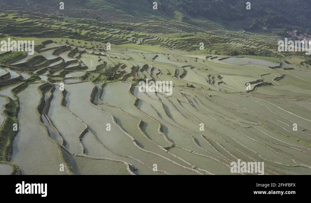 Terracing farming Stock Videos & Footage - HD and 4K Video Clips - Alamy