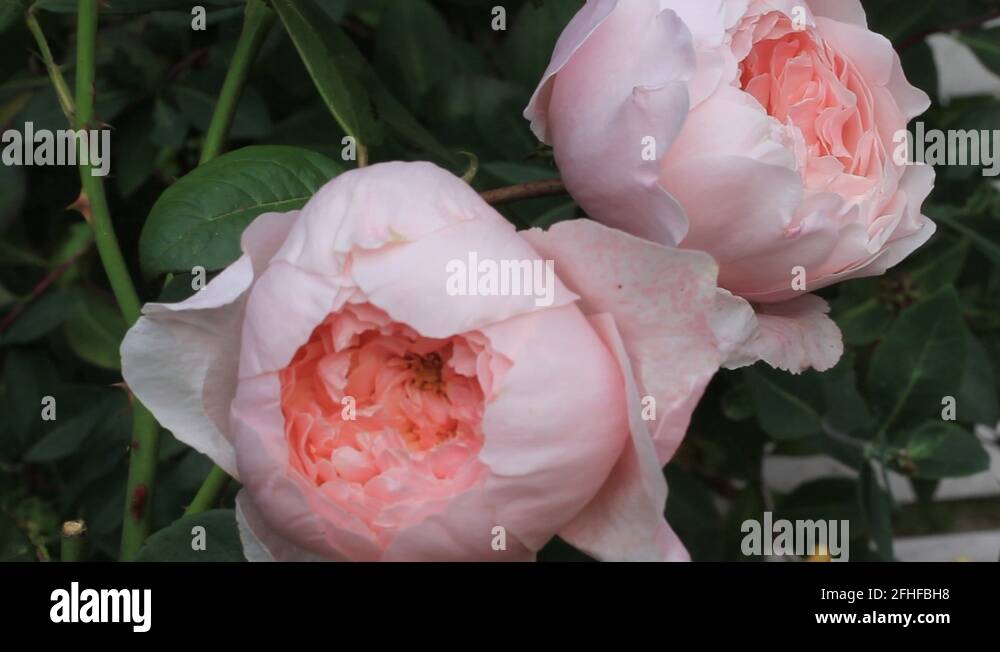 Upright shrub rose Stock Videos & Footage - HD and 4K Video Clips - Alamy