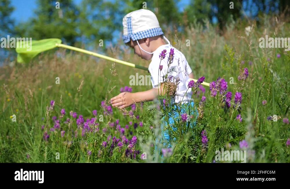 Boy catching butterflies Stock Videos & Footage - HD and 4K Video Clips ...