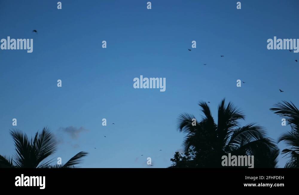 Bats flying in the night sky. Bat, Microchiroptera, Asian bat ...