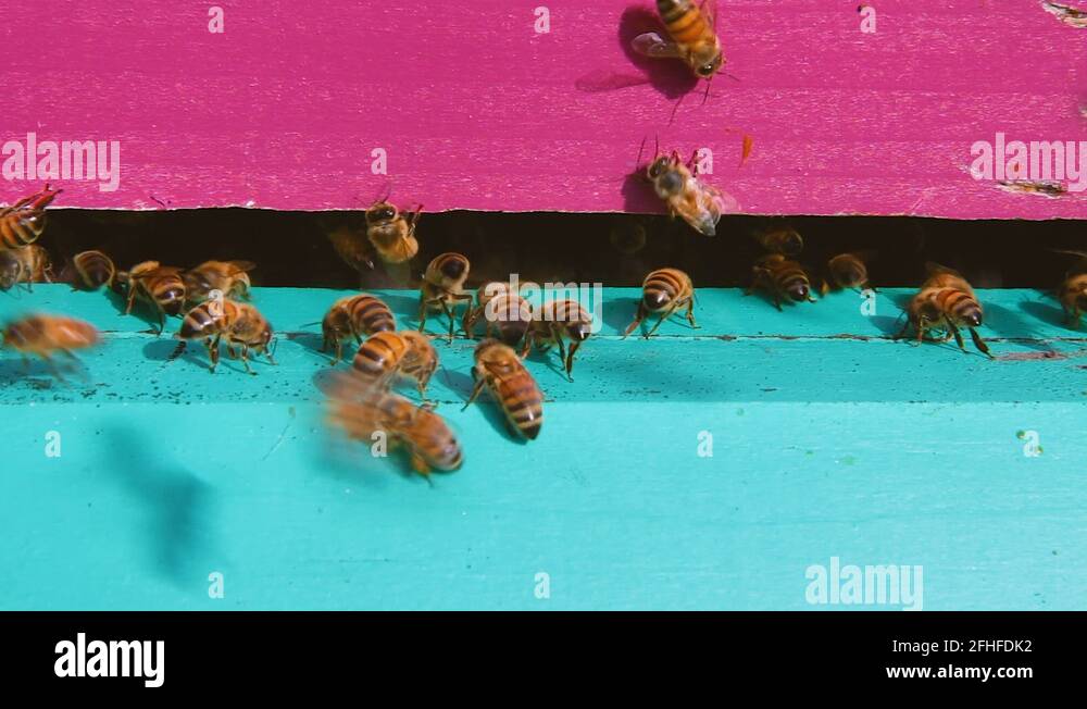 Worker bees hive Stock Videos & Footage - HD and 4K Video Clips - Alamy
