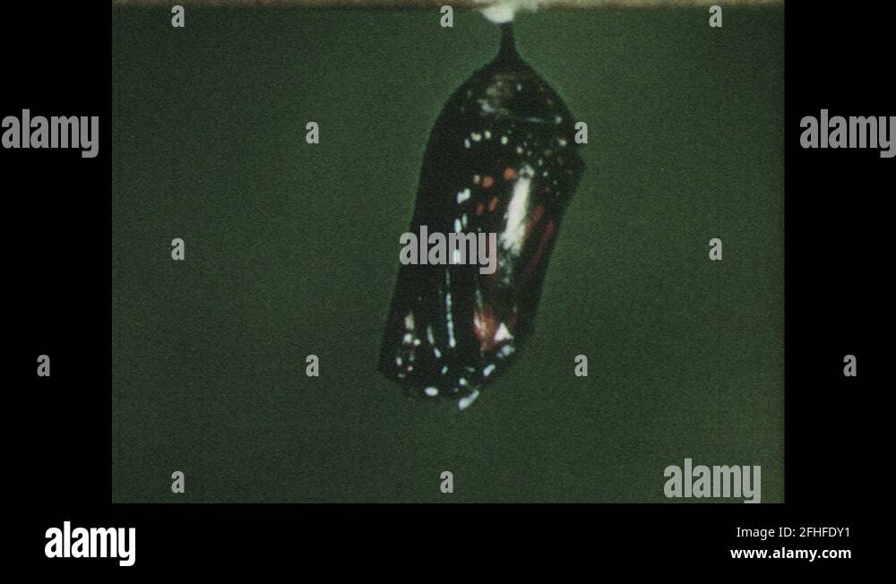 Monarch butterfly chrysalis hatch Stock Videos & Footage - HD and 4K ...