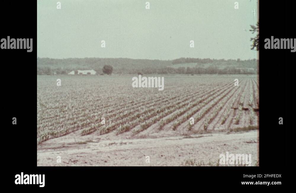 Crop stand Stock Videos & Footage - HD and 4K Video Clips - Alamy