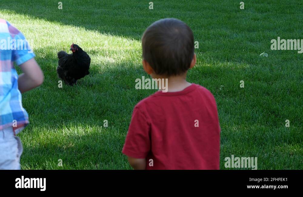 Chicken at a kids party Stock Videos & Footage - HD and 4K Video Clips ...