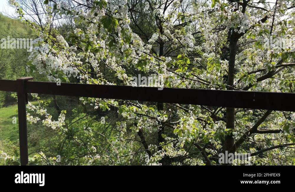 Cinematic tree Stock Videos & Footage - HD and 4K Video Clips - Alamy