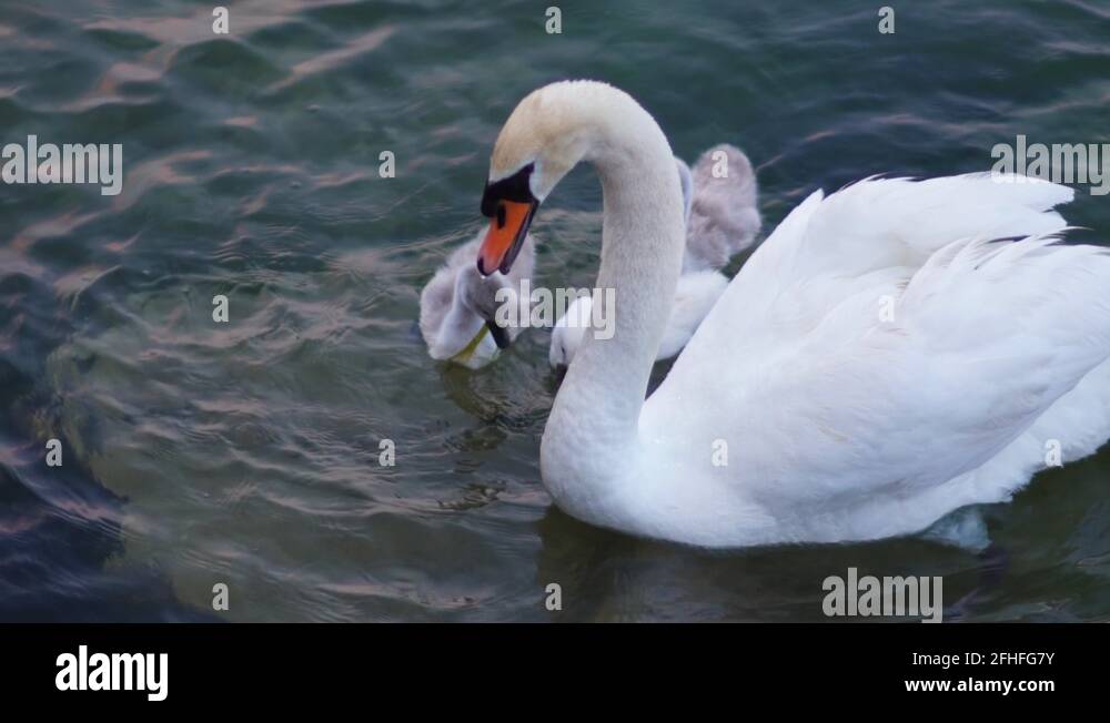 Mother swan Stock Videos & Footage - HD and 4K Video Clips - Alamy
