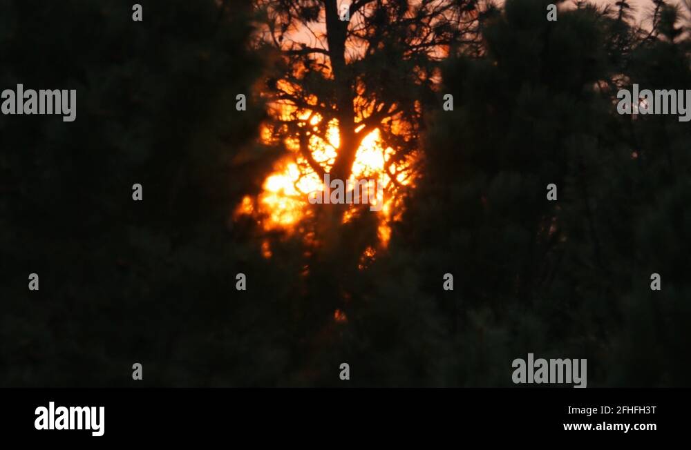 Sun setting over forest Stock Videos & Footage - HD and 4K Video Clips ...