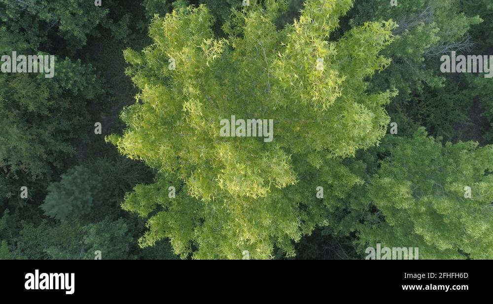 Overhead trees Stock Videos & Footage - HD and 4K Video Clips - Alamy