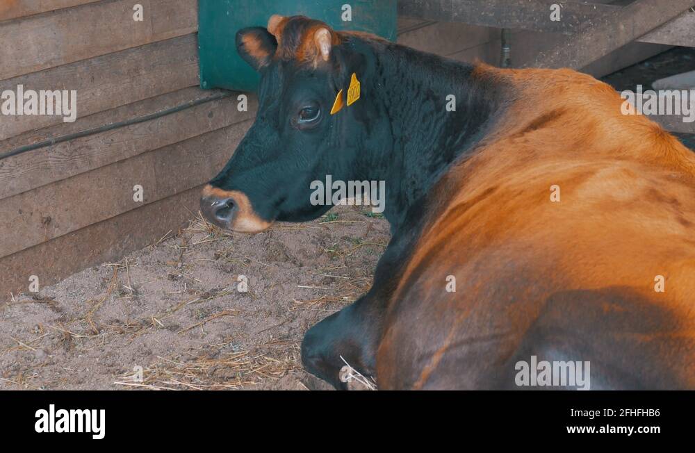 Cow sitting down Stock Videos & Footage - HD and 4K Video Clips - Alamy