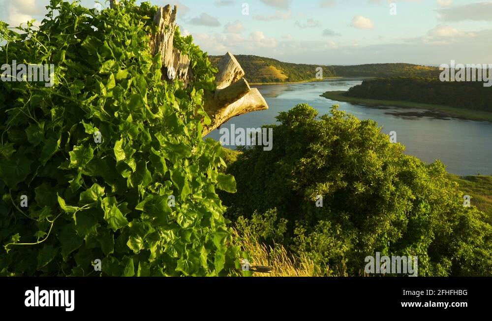 Flora of victoria australia Stock Videos & Footage - HD and 4K Video ...