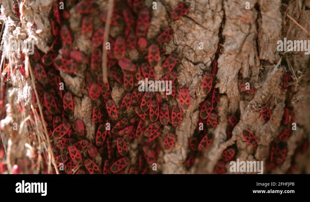 Fire bugs Stock Videos & Footage - HD and 4K Video Clips - Alamy