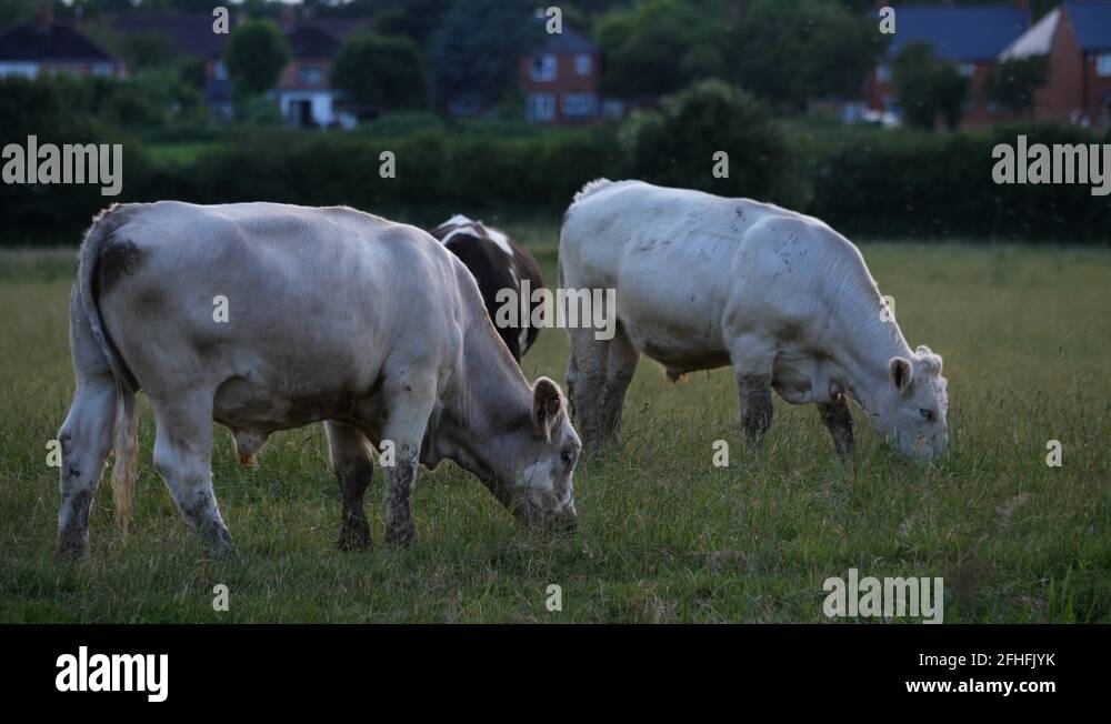 Two cows graze peacefully in english farm with trees and houses in the ...